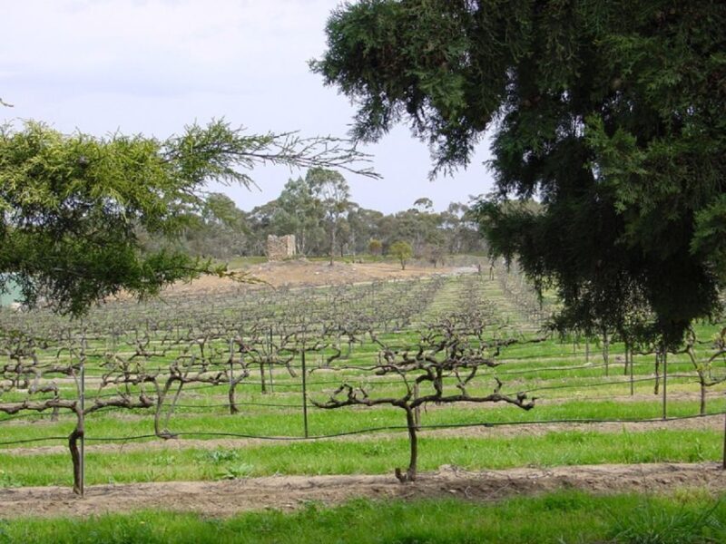 From Adelaide: Clare Valley Winery Tour - Introduction: A Taste of South Australia’s Hidden Gem