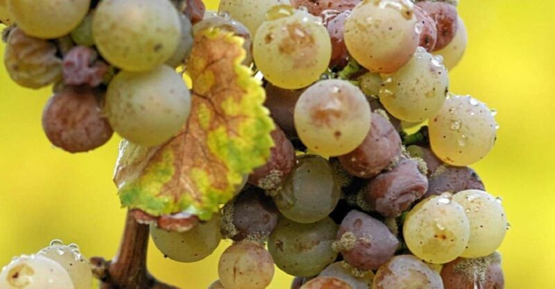 From Adelaide: Clare Valley Winery Tour - Key Points