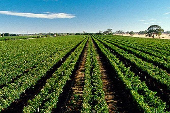 From Adelaide Cruise Ship to Hahndorf and Hills Tour - The Experience in Summary