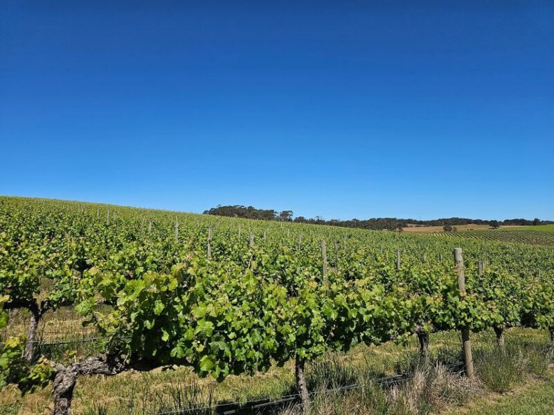 From Adelaide: Cuddle a Koala and Historic Hahndorf Tour - An In-Depth Look at the Tour Experience