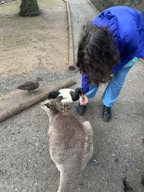 From Adelaide: Cuddle a Koala and Historic Hahndorf Tour - Who Should Consider This Tour?