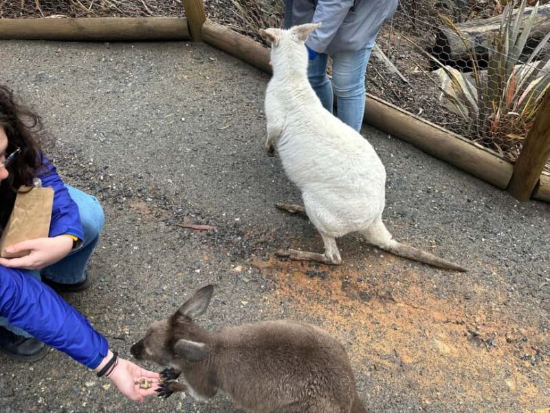 From Adelaide: Cuddle a Koala and Historic Hahndorf Tour - Final Thoughts