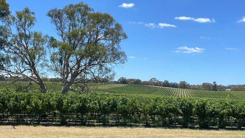 From Adelaide: Hahndorf and Barossa Valley with Winery Lunch - Who Is This Tour Best For?