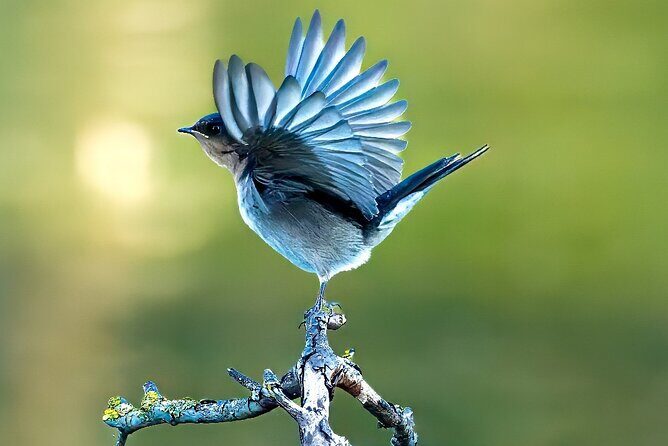 From Adelaide: Ultimate SA Birding & Nature Discovery Tour - Key Points