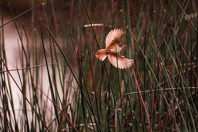From Adelaide: Ultimate SA Birding & Nature Discovery Tour - Exploring the Itinerary: What You Can Expect