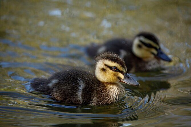 From Adelaide: Ultimate SA Birding & Nature Discovery Tour - Final Thoughts