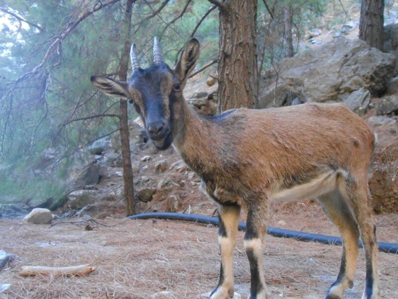 From Agia Galini/Matala: Samaria Gorge Hiking Tour - An In-Depth Look at the Samaria Gorge Tour Experience