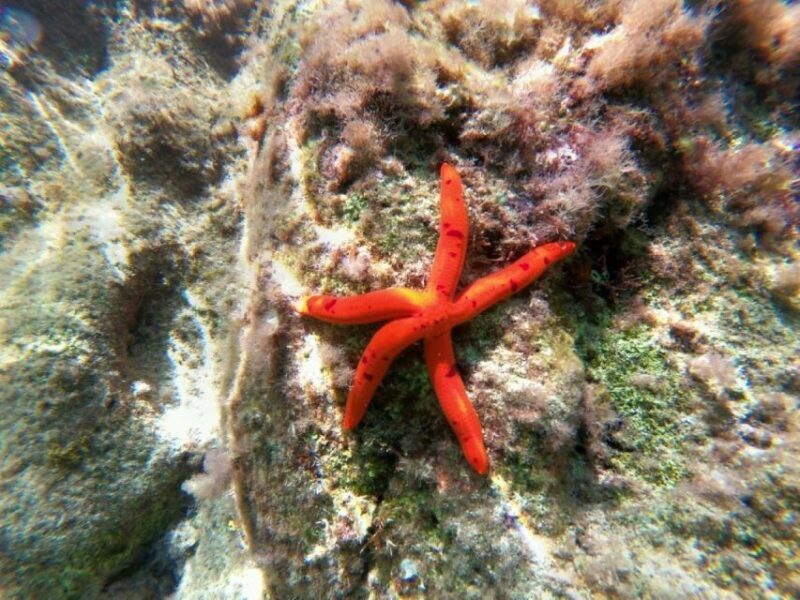 From Agios Ioannis Beach: Kayak Day Trip to Papanikolis Cave - The Sum Up