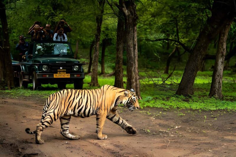 From Agra: 2 Days 1 Night Ranthambore Tiger Safari Tour - What’s Included and Why It Matters