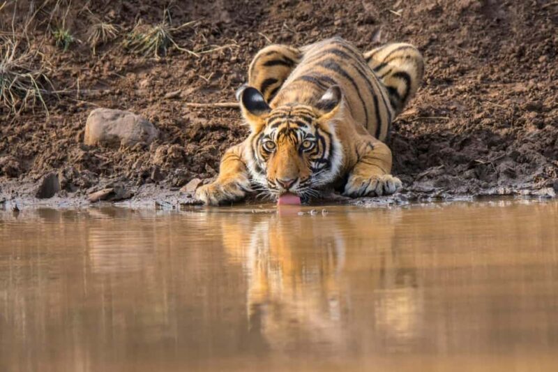 From Agra: 2 Days 1 Night Ranthambore Tiger Safari Tour - The Experience of Wildlife Viewing