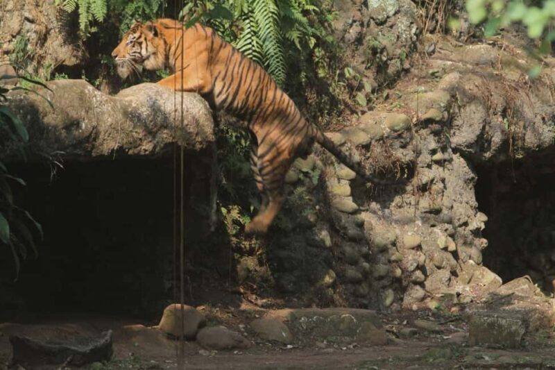 From Agra: 2 Days 1 Night Ranthambore Tiger Safari Tour - Authentic Experiences and Review Highlights