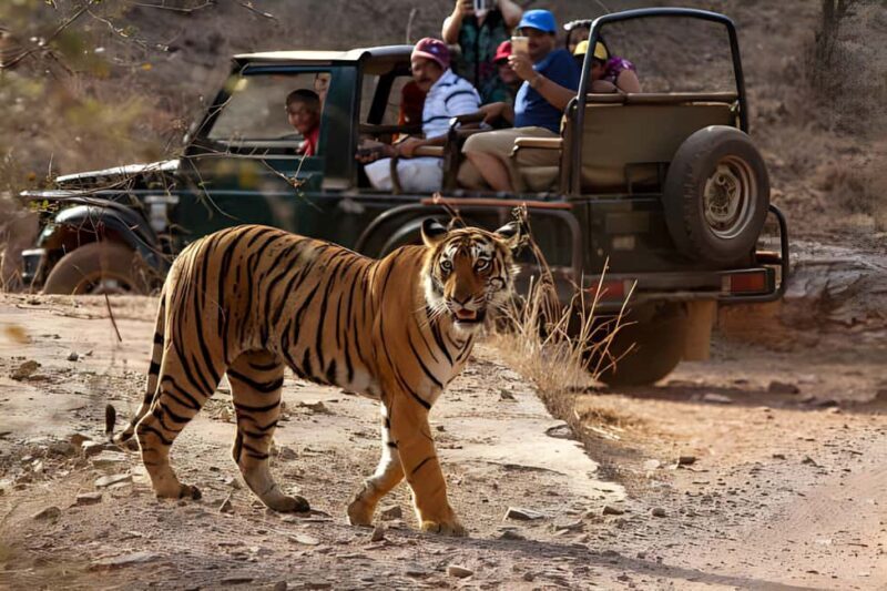 From Agra: 2 Days 1 Night Ranthambore Tiger Safari Tour - The Sum Up: Who Should Consider This Tour?