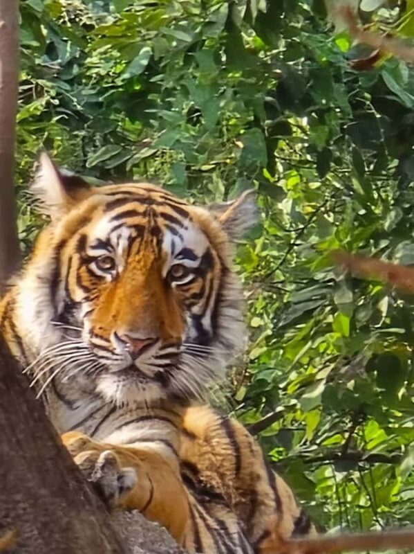 From Agra: Ranthambore, Jaipur & Delhi Multi - Day Tour - Key Points