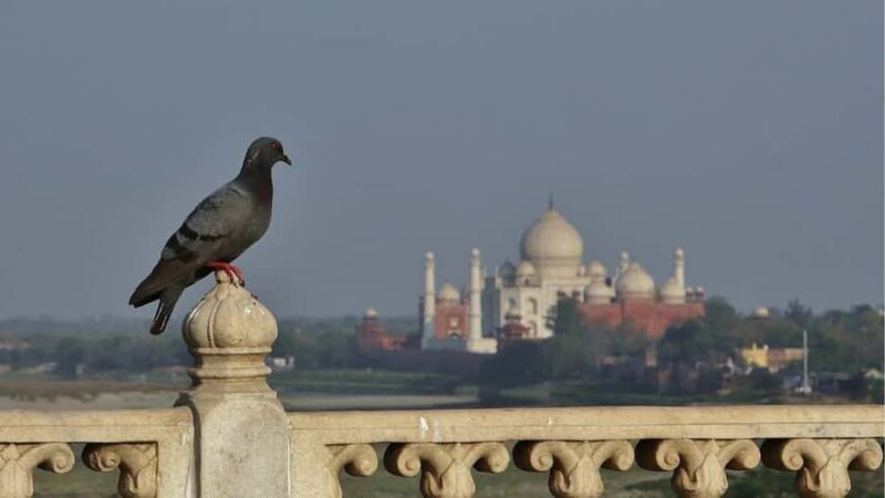 From Agra: Taj Mahal, Agra Fort & Baby Taj Guided Tour - Key Points