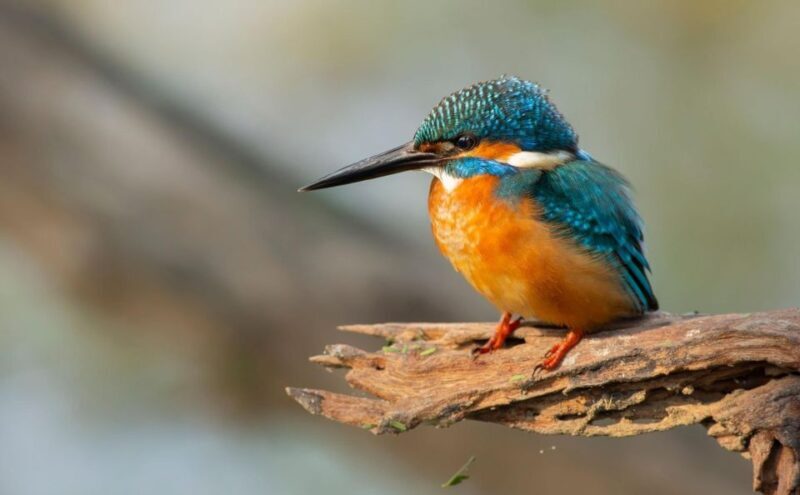 From Agra: Taj Mahal, Fatehpur Sikri & Bird Safari Tour - Who Should Consider This Tour?