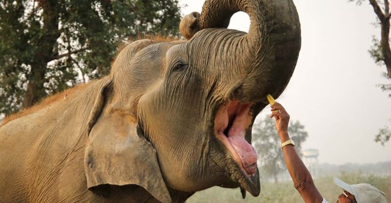 From Agra: Taj Mahal Tour w/ Elephant Conservation - Value for Money and Extras