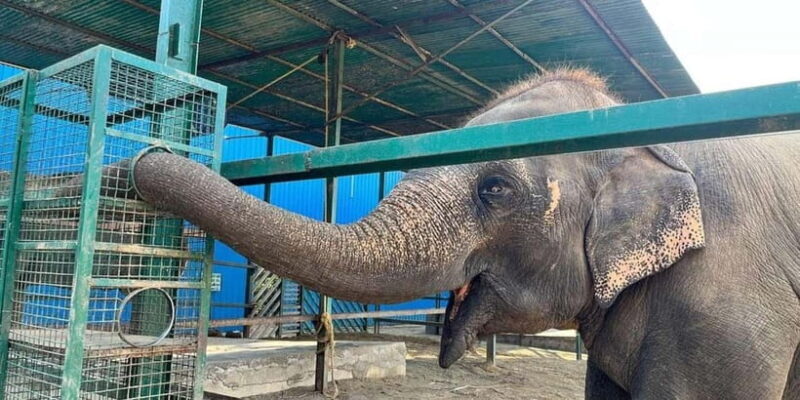 From Agra: Visit to Wildlife SOS Elephant Conservation Trip - An In-Depth Look at the Elephant Conservation Trip from Agra