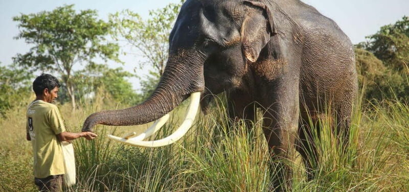 From Agra: Visit to Wildlife SOS Elephant Conservation Trip - FAQ