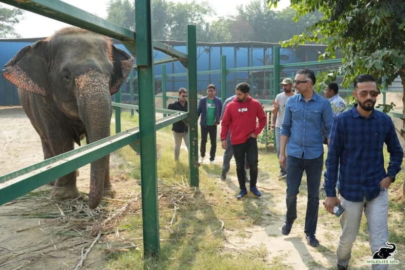 From Agra: Visit to Wildlife SOS Elephant Conservation Trip - What to Expect from This Elephant Conservation Trip