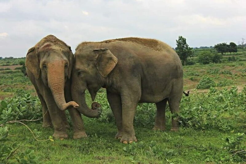 From Agra: Visit to Wildlife SOS Elephant Conservation Trip - Why This Tour Is a Great Choice for Many Travelers