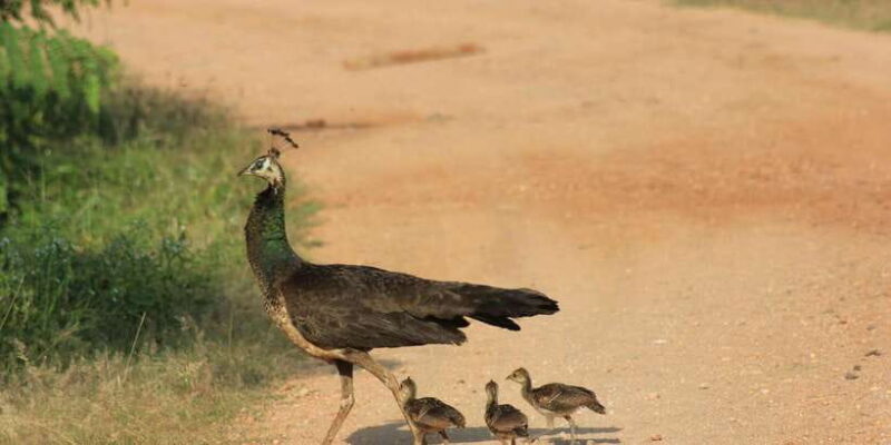 From: Ahungalla/Ambalangoda/Kosgoda/Balapitiya - YALA Safari - The Sum Up