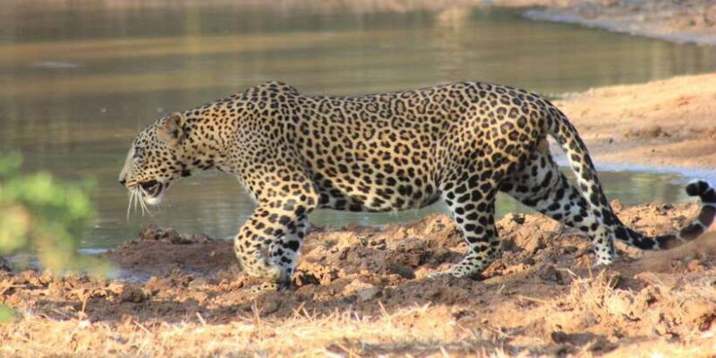 From: Ahungalla/Ambalangoda/Kosgoda/Balapitiya - YALA Safari - FAQ