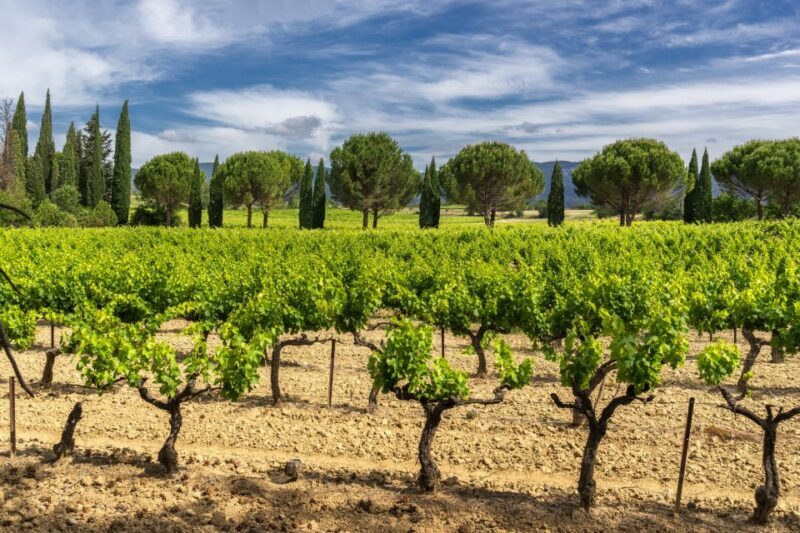 From Aix-en-Provence: Châteauneuf du Pape Wineries Day Trip - Introduction to the Region and Its Significance
