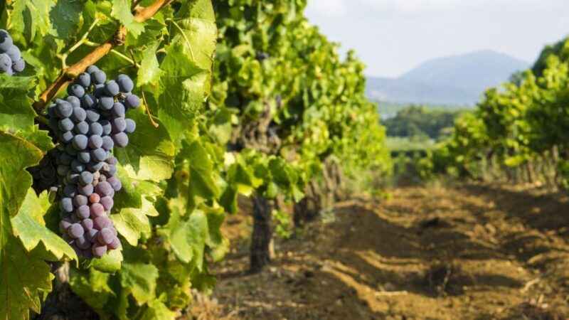 From Aix-en-Provence: Châteauneuf du Pape Wineries Day Trip - Considering the Price
