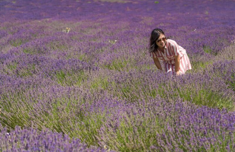 From Aix-en-Provence: Sault Lavender & Gordes Full-Day Tour - Potential Drawbacks or Considerations