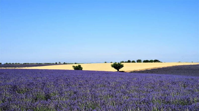 From Aix-en-Provence : Sunset Lavender Tour in Valensole - Key Points