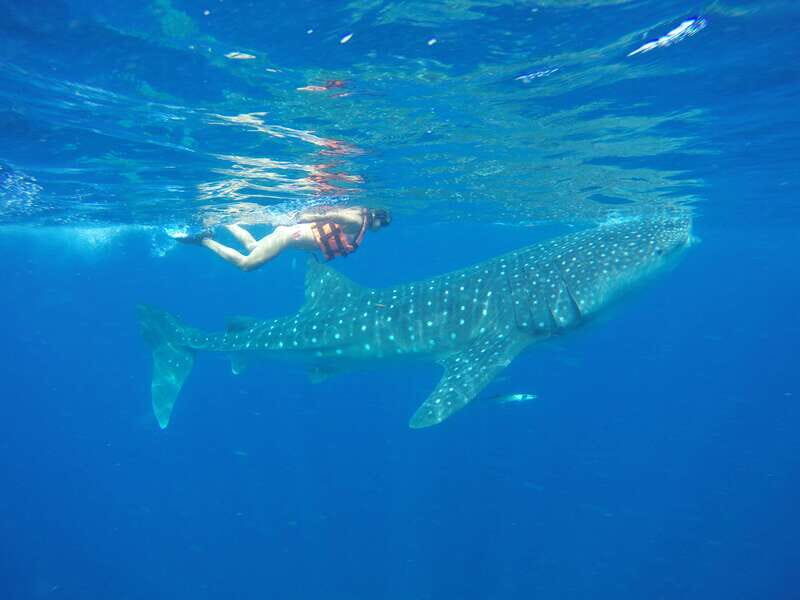 From Akumal: Whale Shark Tour - Starting Point and Itinerary Breakdown