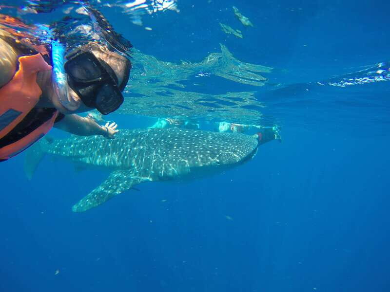 From Akumal: Whale Shark Tour - Practical Details and Considerations
