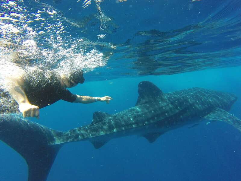 From Akumal: Whale Shark Tour - Authentic Feedback from Participants