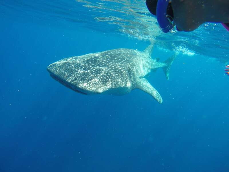 From Akumal: Whale Shark Tour - Final Thoughts: Who Should Consider This Tour?