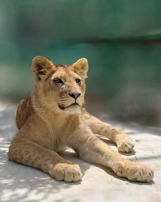 From Alanya: Lion Safari & Green Canyon Splash Feast w/Lunch - Introduction