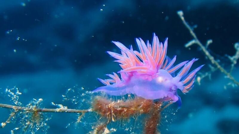 From Alanya: Scuba Diving Tour with Hotel Transfers - The Sum Up