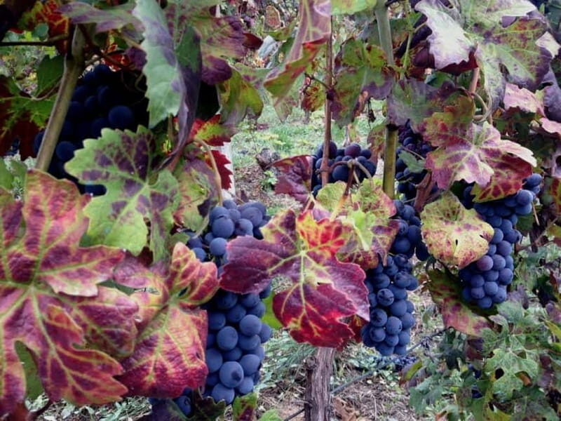 From Alba: Barolo & Barbaresco Wine Tasting Tour - The Guide and Atmosphere