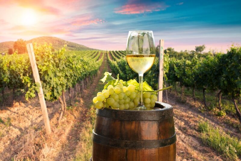 From Alba/Turin: Langhe Wine Day Trip with Tastings & Lunch - Comprehensive Review of the Langhe Wine Day Trip