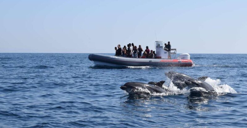 From Albufeira: Benagil Caves and Dolphins Guided Boat Tour - Key Points