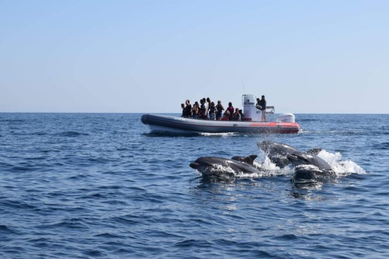 From Albufeira: Benagil Caves and Dolphins Guided Boat Tour - What Travelers Say