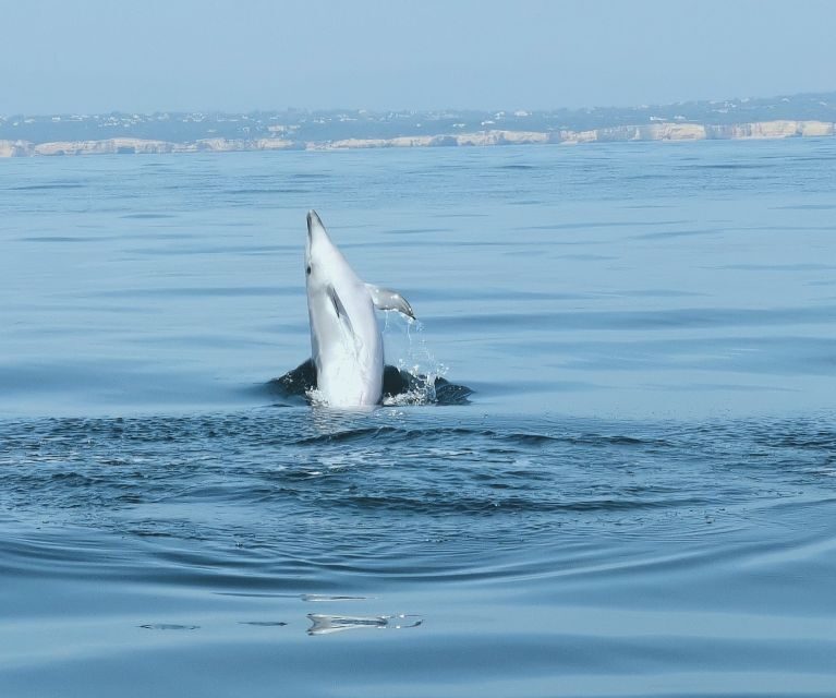 From Albufeira: Benagil Caves and Dolphins Guided Boat Tour - FAQ