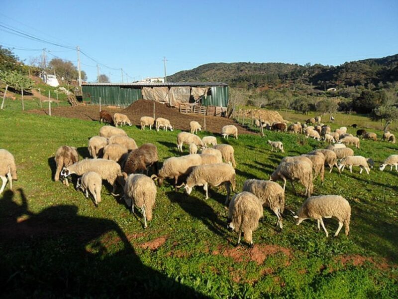 From Albufeira: Half-Day Algarve Jeep Safari - FAQs