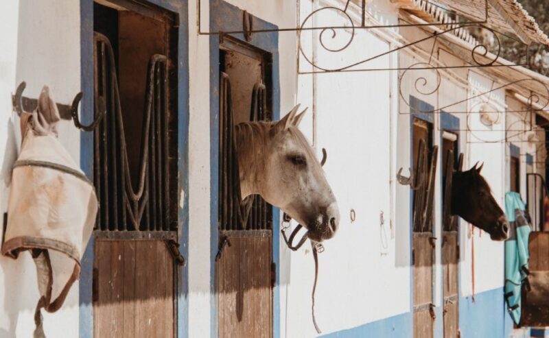 From Albufeira: Half-Day Hidden Gems & Horse Riding Tour - Value and Practical Considerations