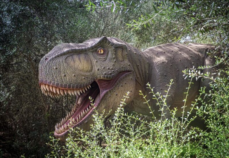 From Alcúdia: Dinosaurland and Hams' Caves Half-Day Trip - Deep Dive into the Itinerary