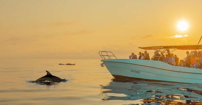 From Alcudia: Sunrise Dolphin Watching Boat Tour - From Alcúdia: Sunrise Dolphin Watching Boat Tour