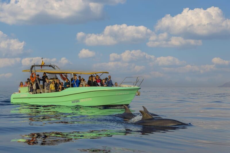 From Alcudia: Sunrise Dolphin Watching Boat Tour - An Introduction to the Alcúdia Sunrise Dolphin Tour