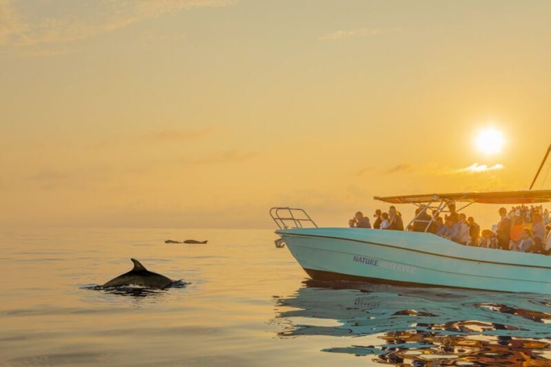 From Alcudia: Sunrise Dolphin Watching Boat Tour - A Detailed Look at the Itinerary