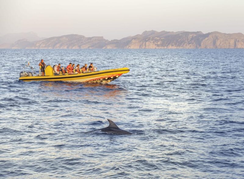 From Alcudia: Sunrise Dolphin Watching Boat Tour - Who Will Love This Tour?
