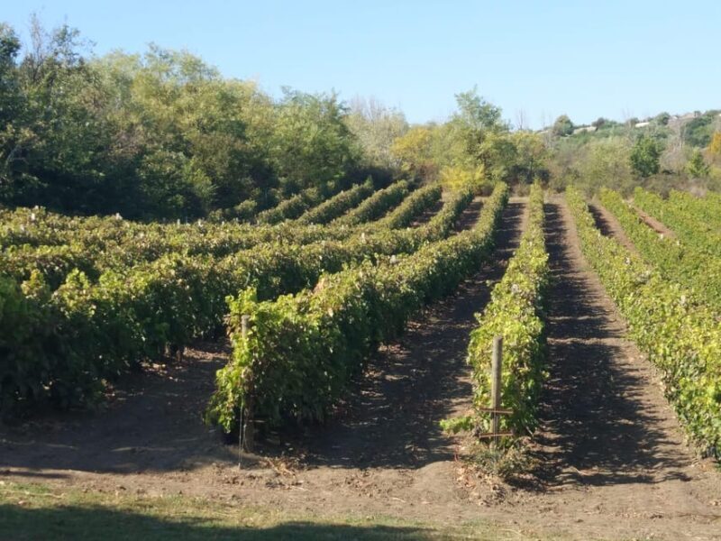 From Alicante & Elche: Family owned rural Winery (tasting) - Detailed Breakdown of the Itinerary