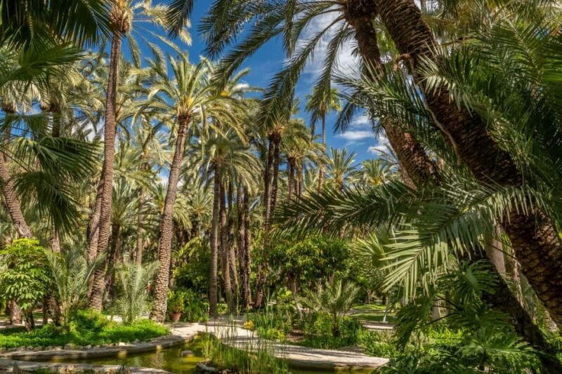From Alicante: Elche Half-Day of Palms, History & Heritage - Key Points